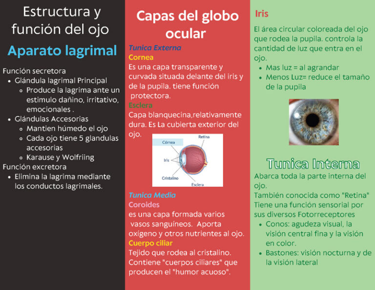 Partes del ojo - ClikiSalud.net | Fundación Carlos Slim