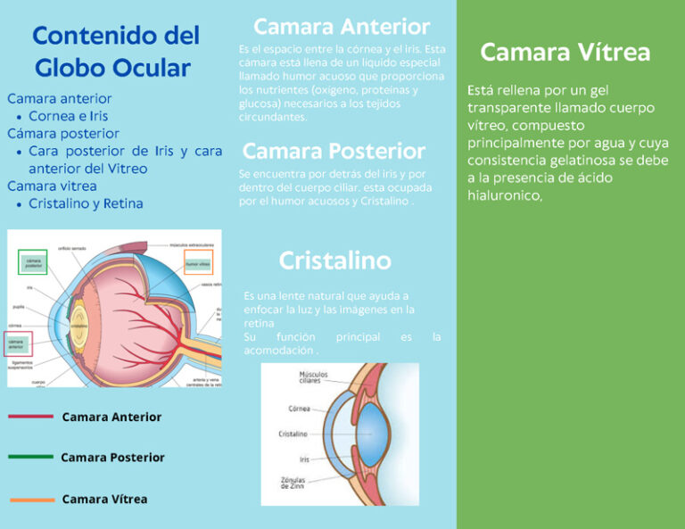 Partes del ojo - ClikiSalud.net | Fundación Carlos Slim