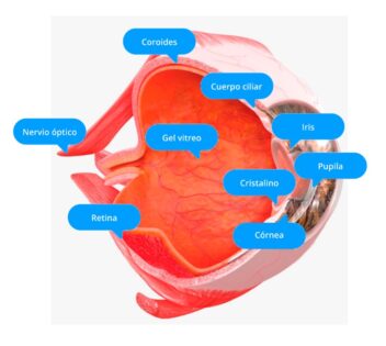 Partes del ojo - ClikiSalud.net | Fundación Carlos Slim