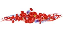 ¿Qué son las plaquetas y cuál es su función en el cuerpo?