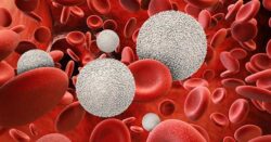 ¿Cuál es la importancia de los glóbulos blancos en nuestro cuerpo?