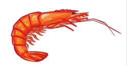 Quitina, ¿qué es y cómo beneficia a la salud?